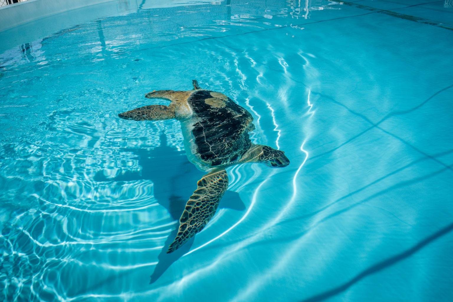 7 WAYS TO EXPERIENCE FLORIDA KEYS MARINE LIFE - Smilkos Lens