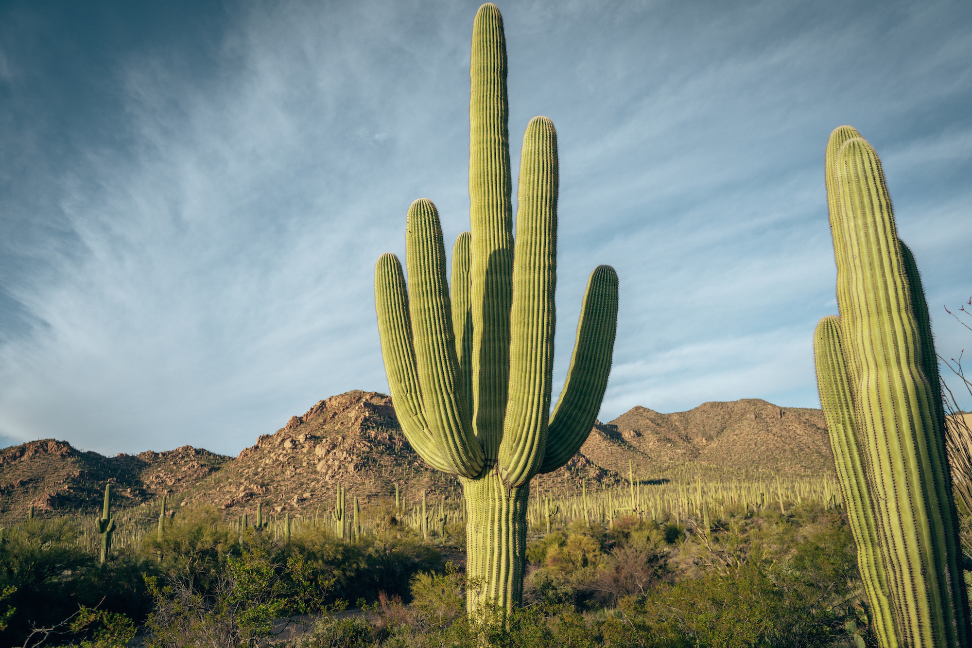 ULTIMATE GUIDE TO SAGUARO NATIONAL PARK - Smilkos Lens