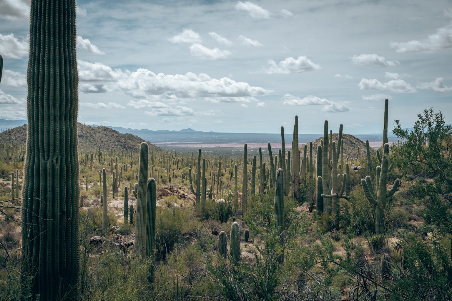 ULTIMATE GUIDE TO SAGUARO NATIONAL PARK - Smilkos Lens