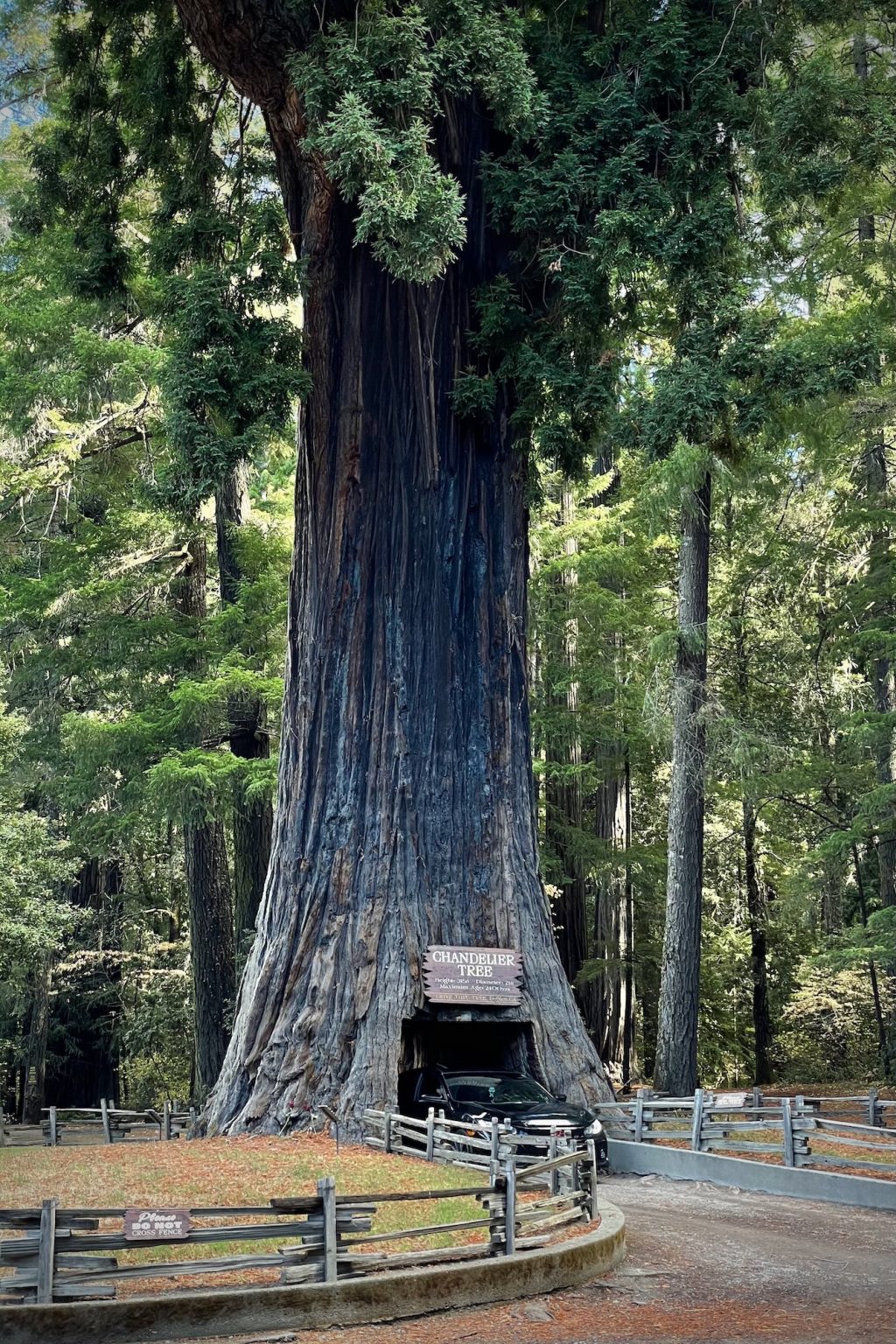 10 TREE TUNNELS YOU CAN WALK OR DRIVE THROUGH IN CALIFORNIA - Smilkos Lens