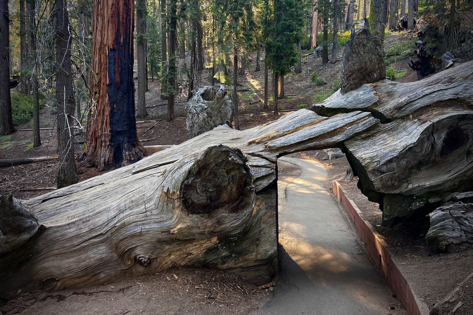 10 TREE TUNNELS YOU CAN WALK OR DRIVE THROUGH IN CALIFORNIA - Smilkos Lens
