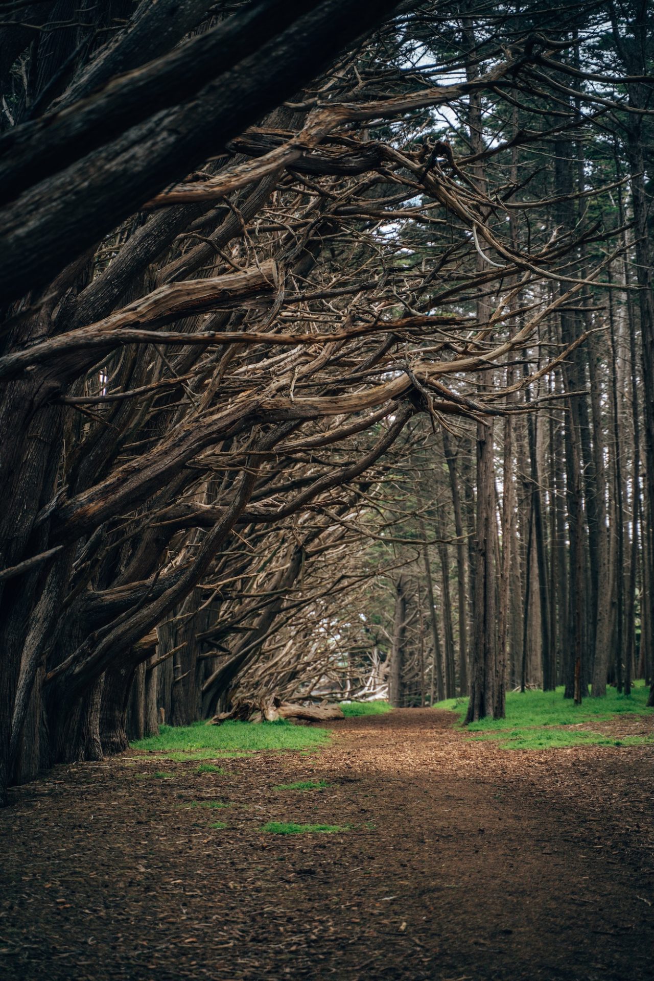10 TREE TUNNELS YOU CAN WALK OR DRIVE THROUGH IN CALIFORNIA - Smilkos Lens