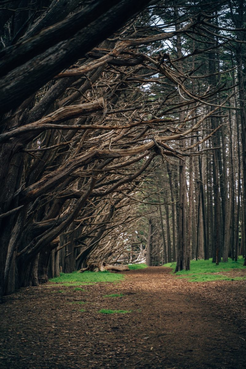 10 TREE TUNNELS YOU CAN WALK OR DRIVE THROUGH IN CALIFORNIA - Smilkos Lens