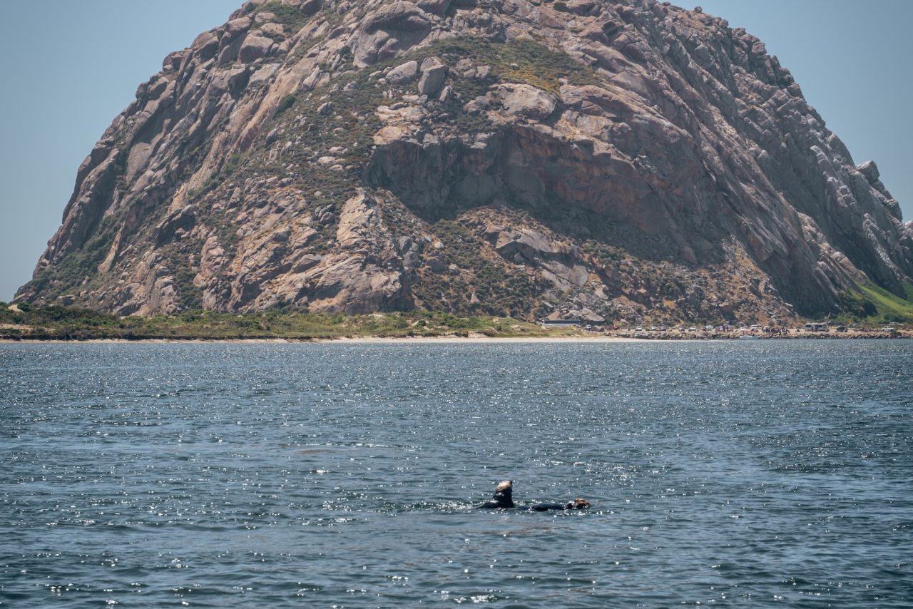 15 PLACES IN CALIFORNIA TO SEE WILDLIFE - Smilkos Lens