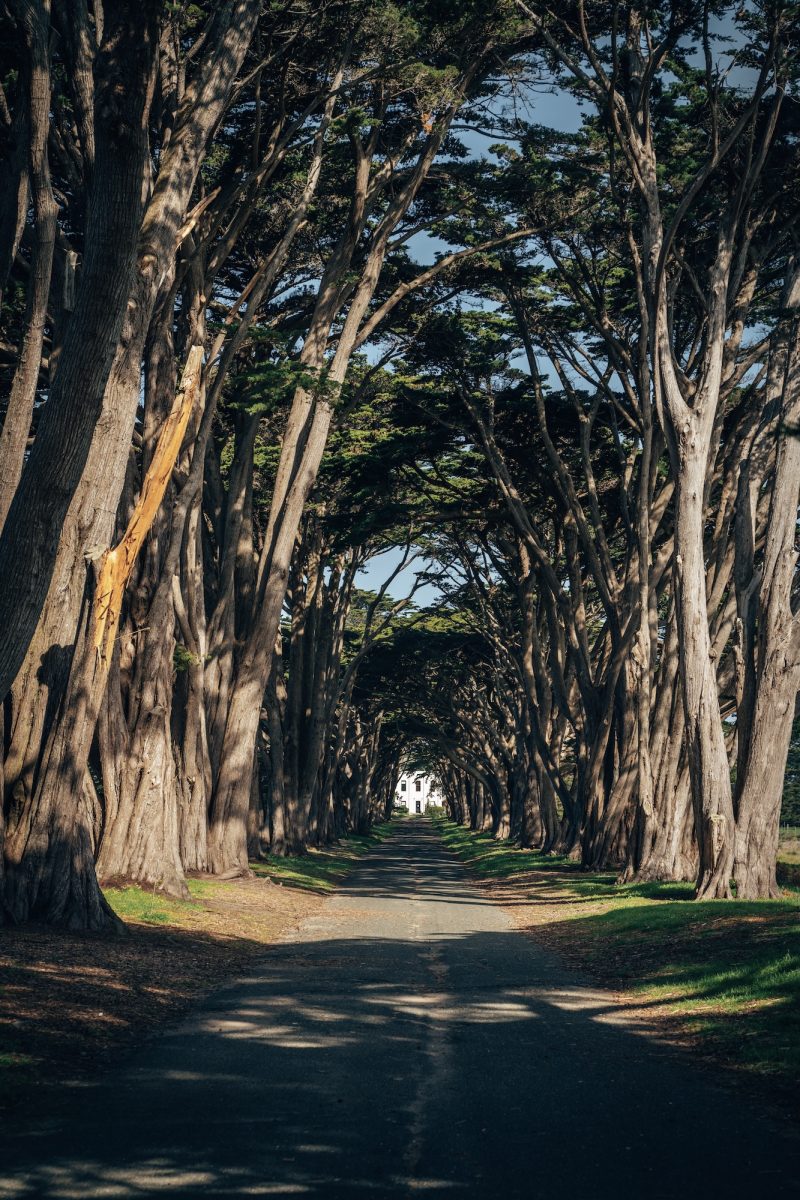 10 TREE TUNNELS YOU CAN WALK OR DRIVE THROUGH IN CALIFORNIA - Smilkos Lens